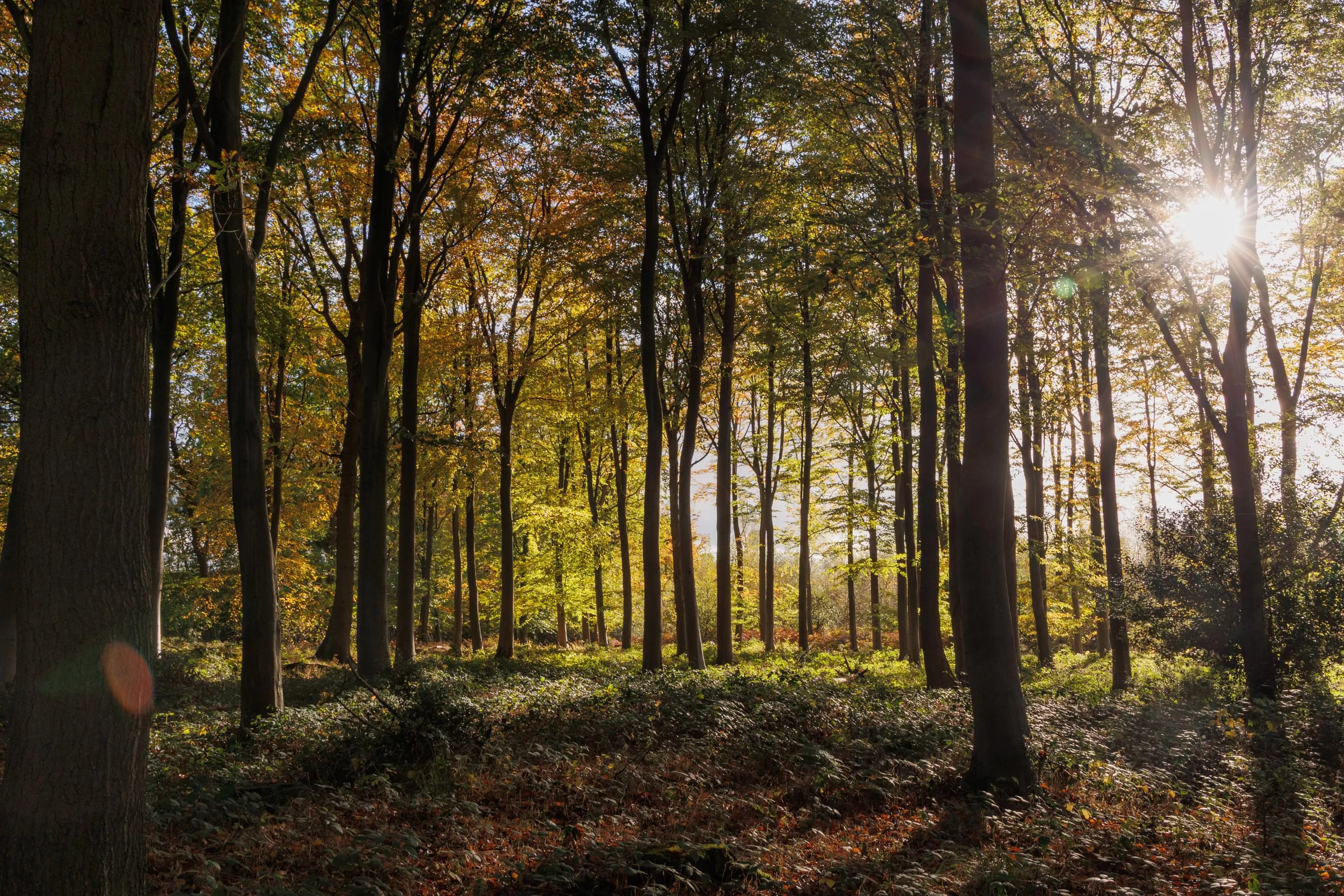 Robin Wood | National Forest